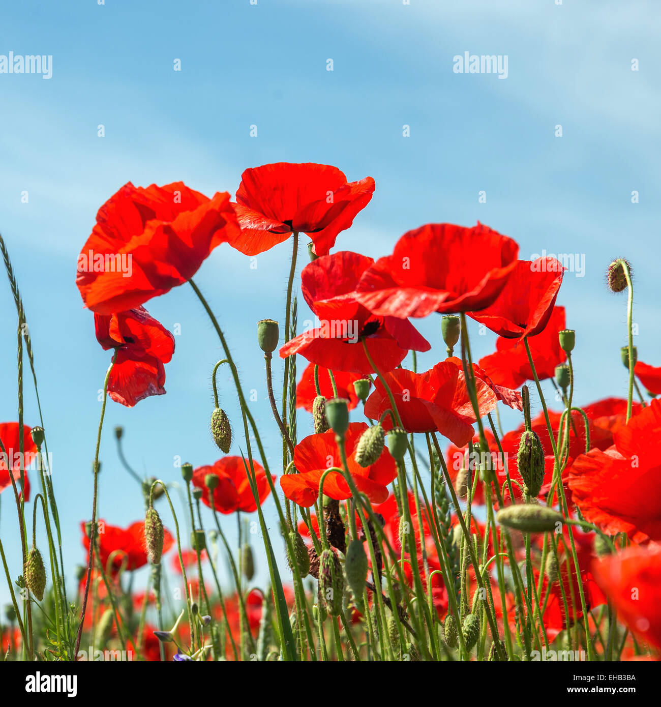 Slender poppy plant hi-res stock photography and images - Alamy