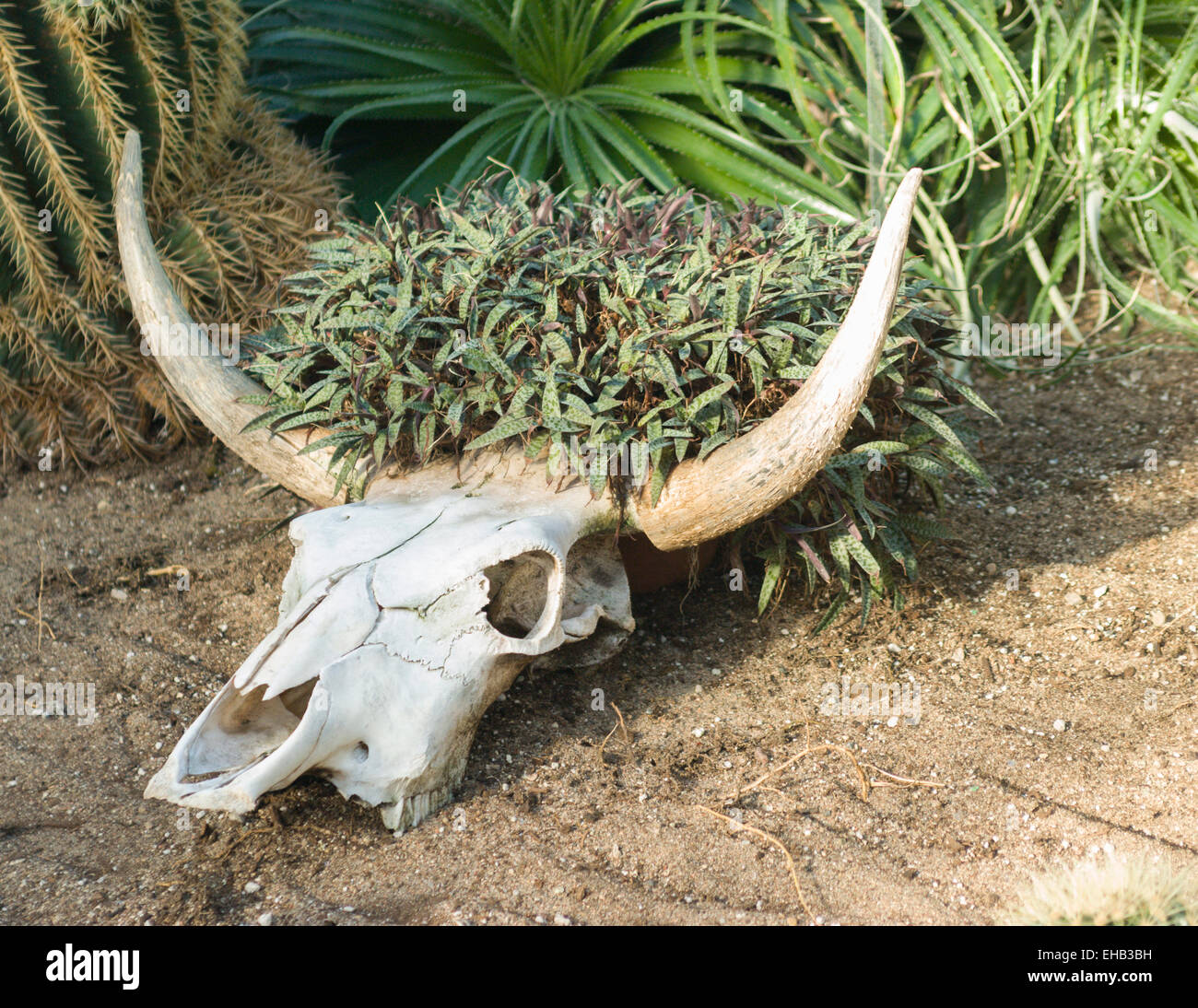 skeleton with plants Stock Photo - Alamy