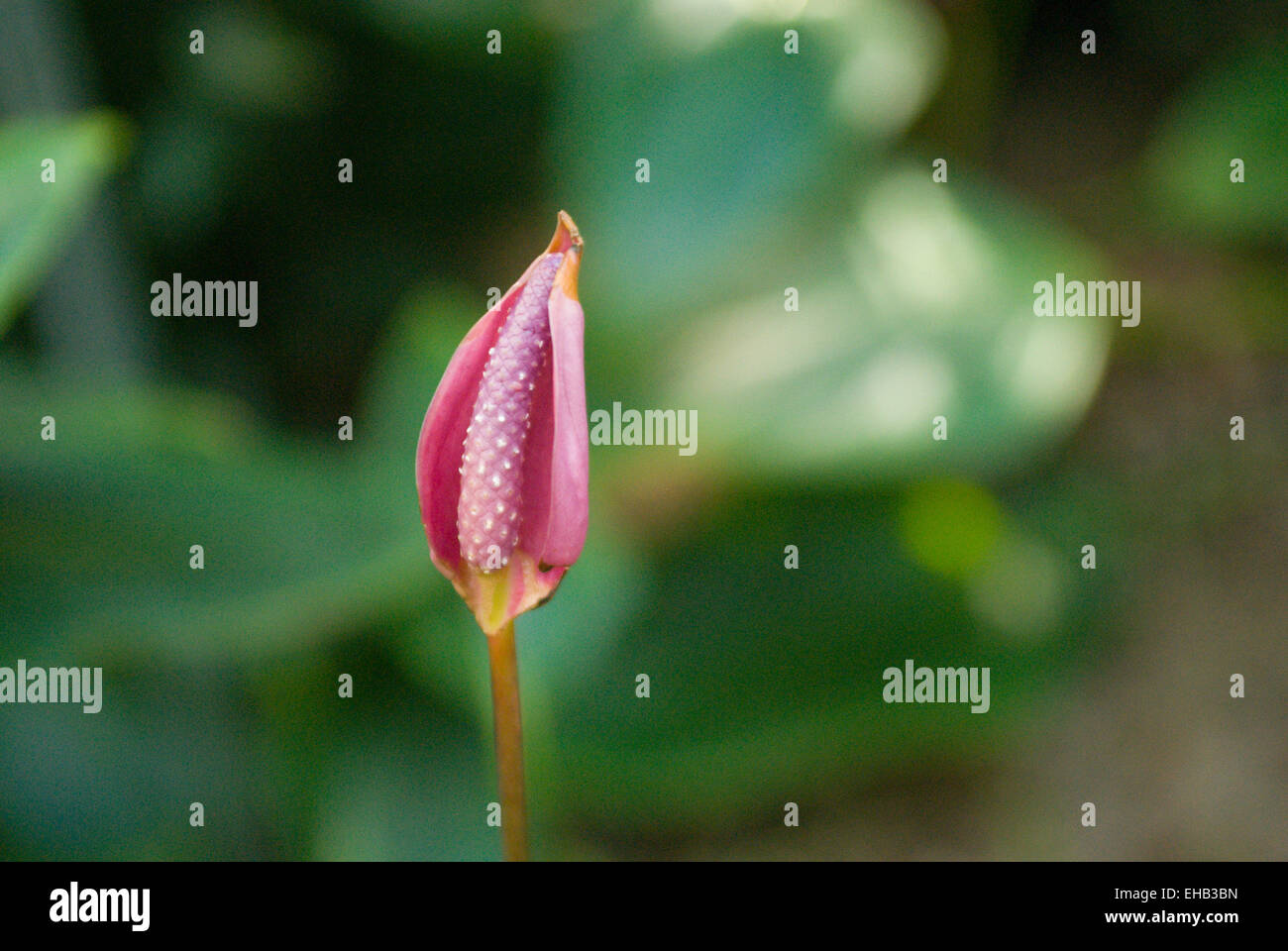 Purple plum anthurium hi-res stock photography and images - Alamy