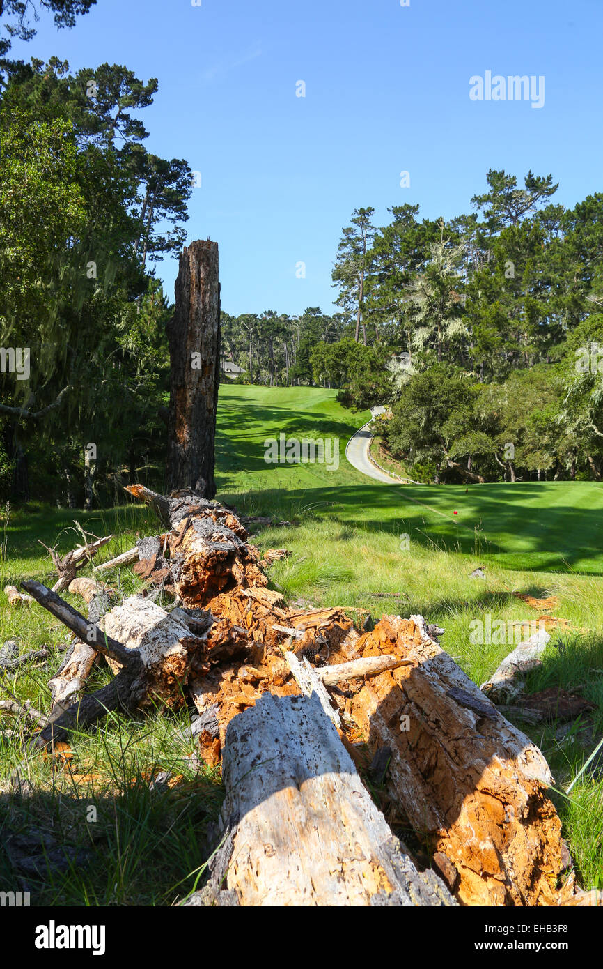 The trees damaged Stock Photo - Alamy