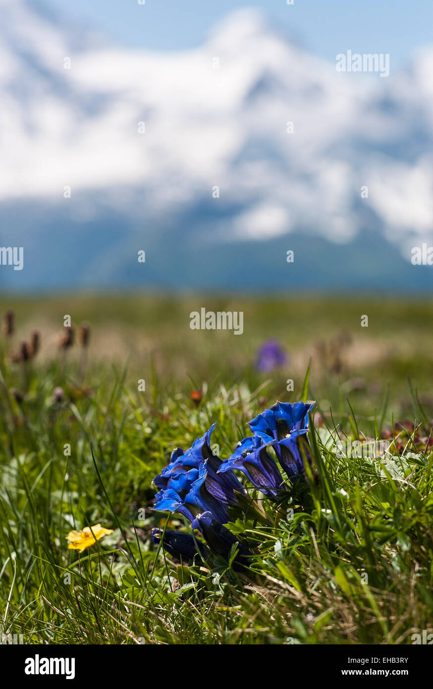 Swiss wild flowers hi-res stock photography and images - Alamy