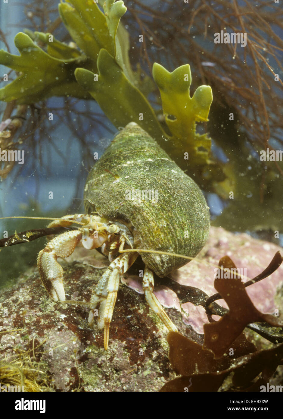 Hermit Crab - Eupagurus bernhardus Stock Photo - Alamy