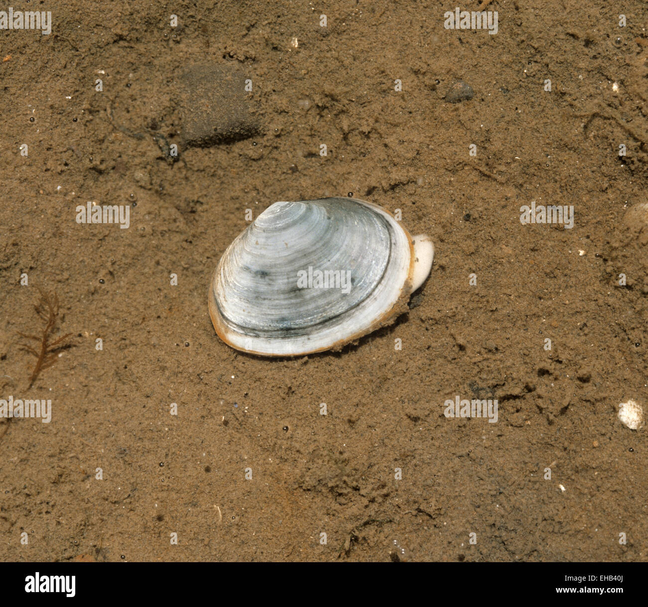 Peppery Furrow Shell - Scrobicularia plana Stock Photo - Alamy