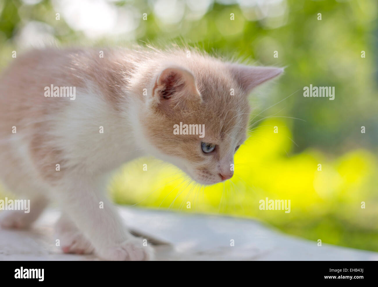 Cute little kitten Stock Photo - Alamy