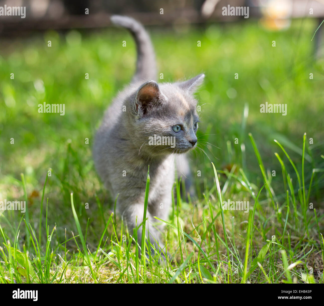 Cute little kitten Stock Photo - Alamy