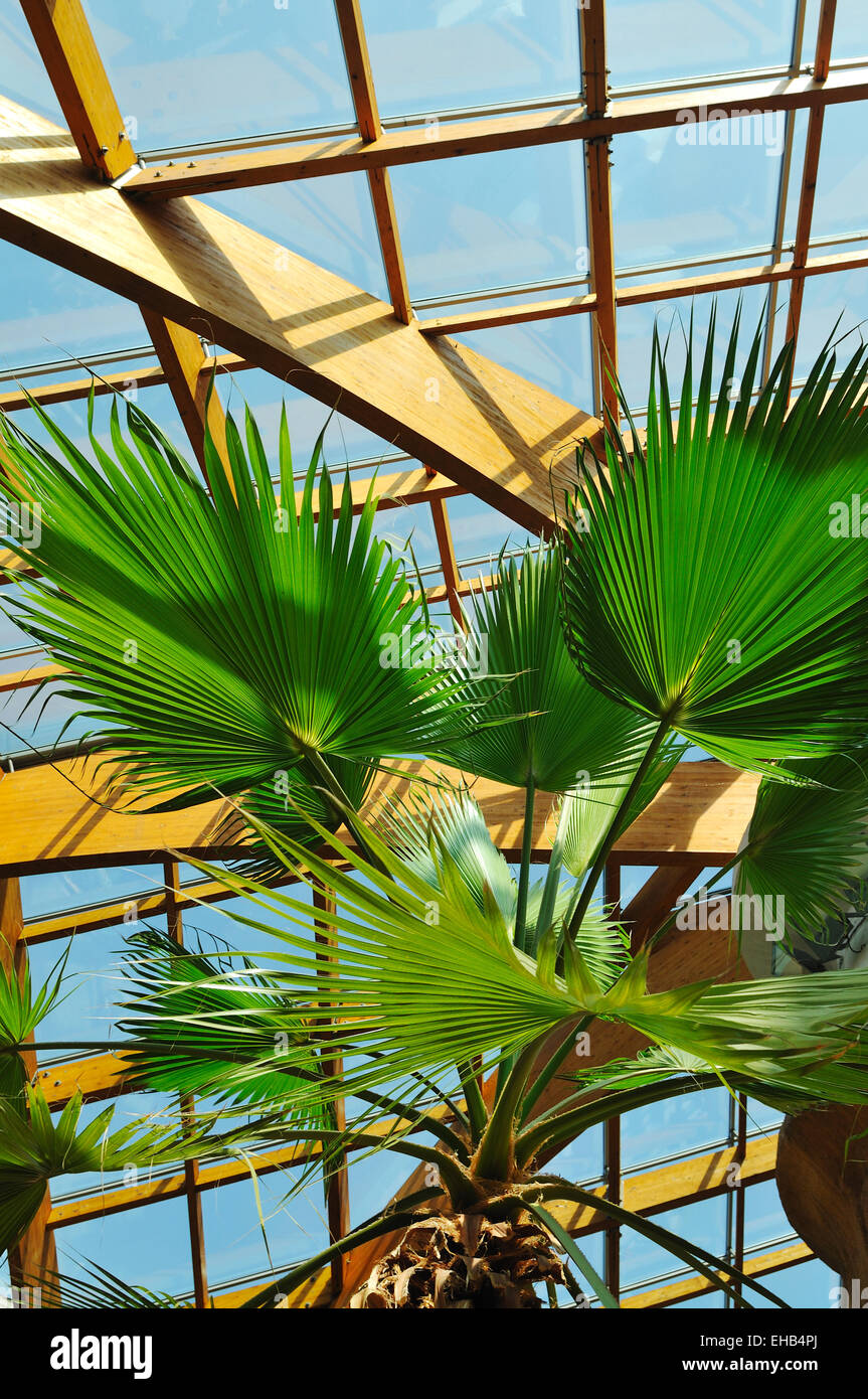 palm and wooden roof construction Stock Photo - Alamy