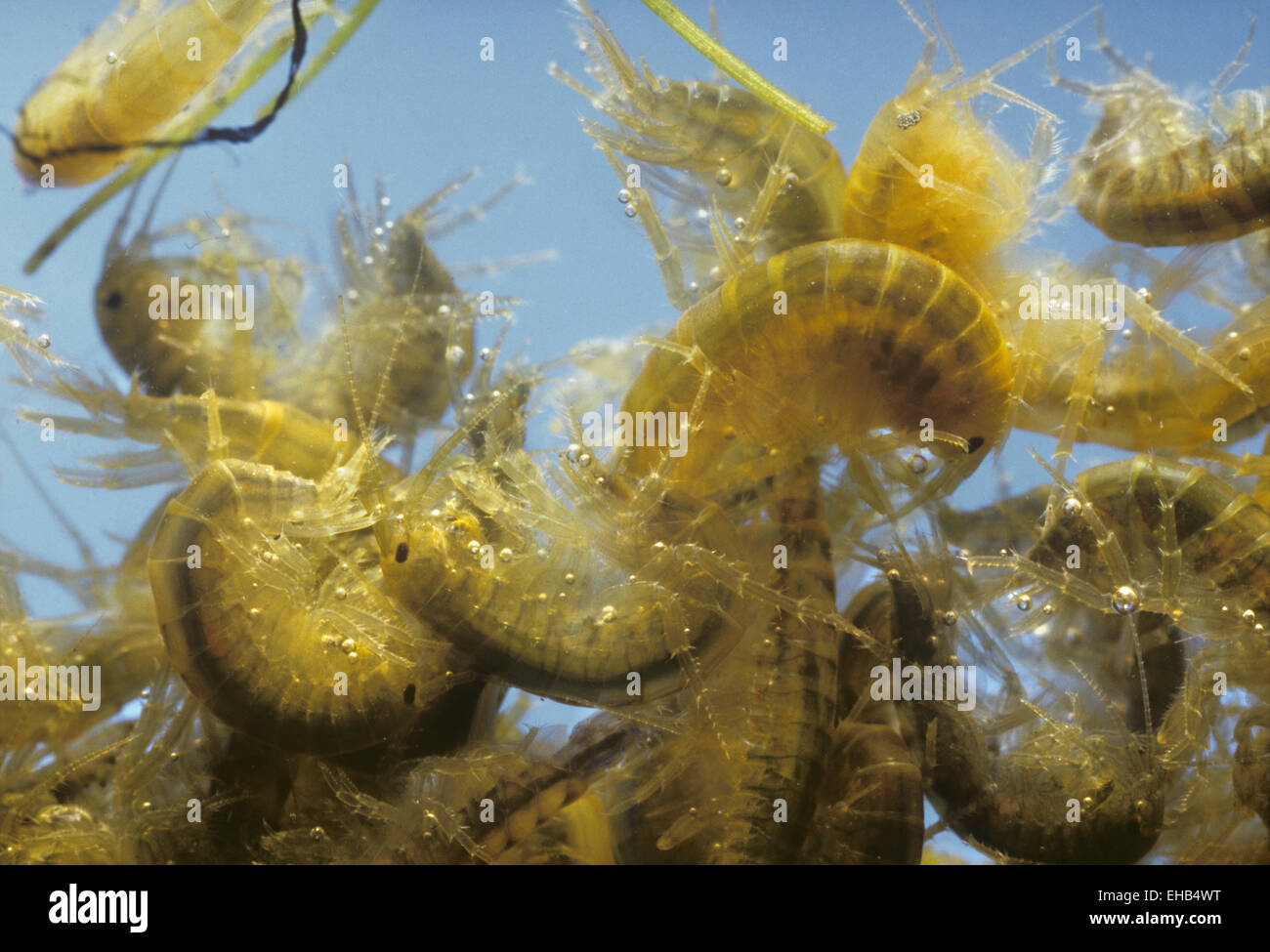 Freshwater Shrimp - Gammarus pulex Stock Photo - Alamy