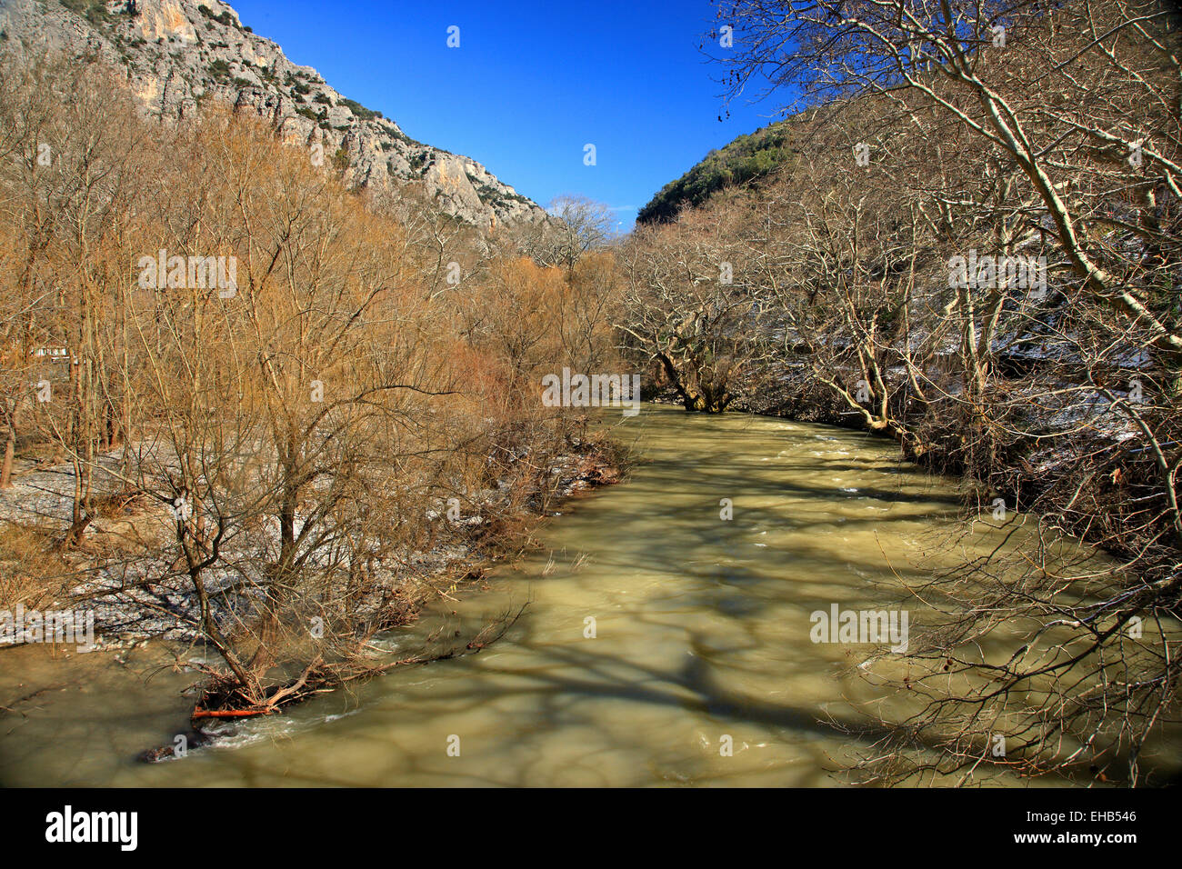 Peneus hi-res stock photography and images - Alamy