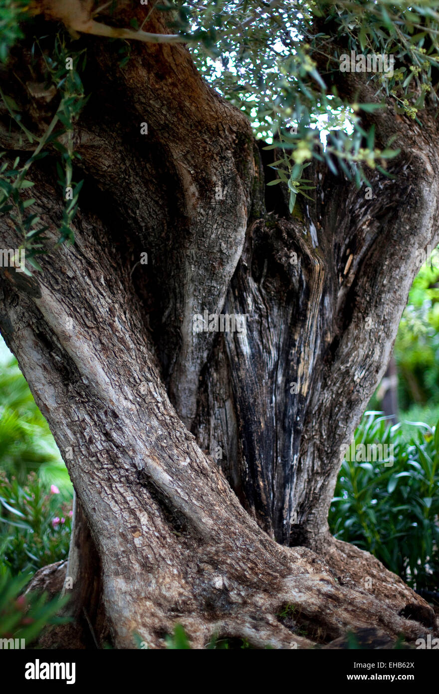 Old big olive tree in Provence, France Stock Photo - Alamy