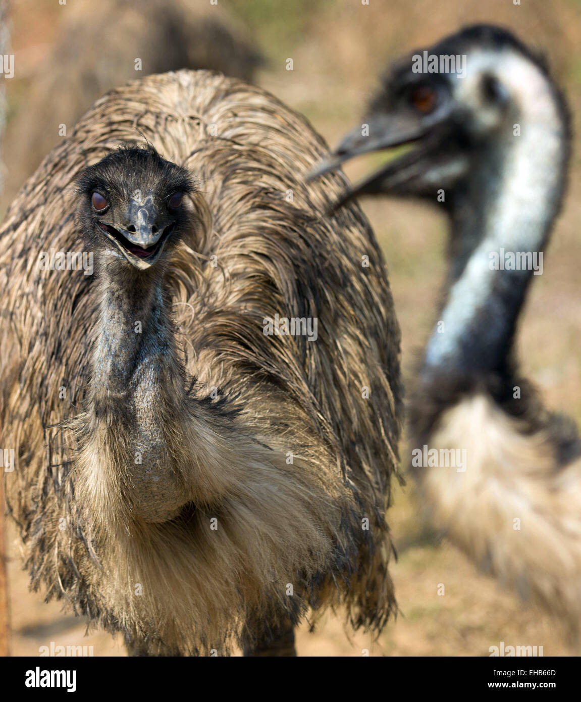Farmed emu hi-res stock photography and images - Alamy
