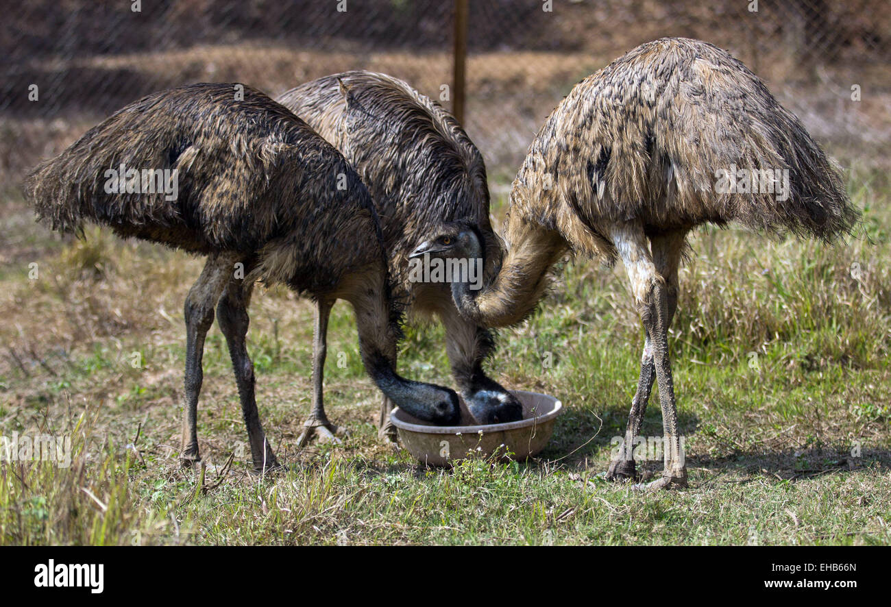 Farmed emu hi-res stock photography and images - Alamy