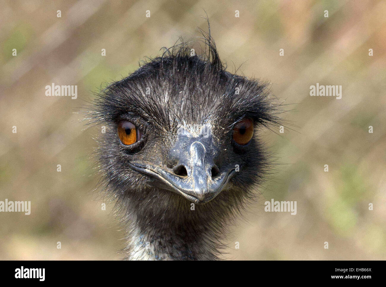 Farmed emu hi-res stock photography and images - Alamy