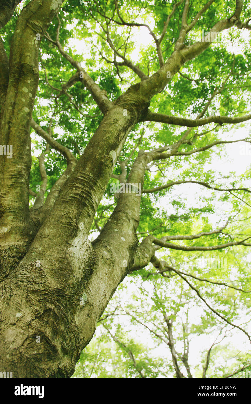 Tree and green leaves Stock Photo - Alamy