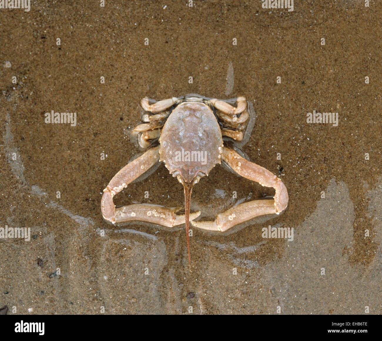 Masked crab hi-res stock photography and images - Alamy