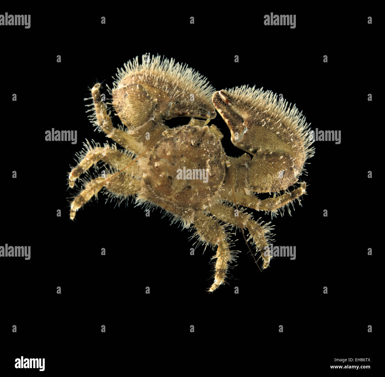 Broad-clawed Porcelain Crab - Porcellana platycheles Stock Photo - Alamy