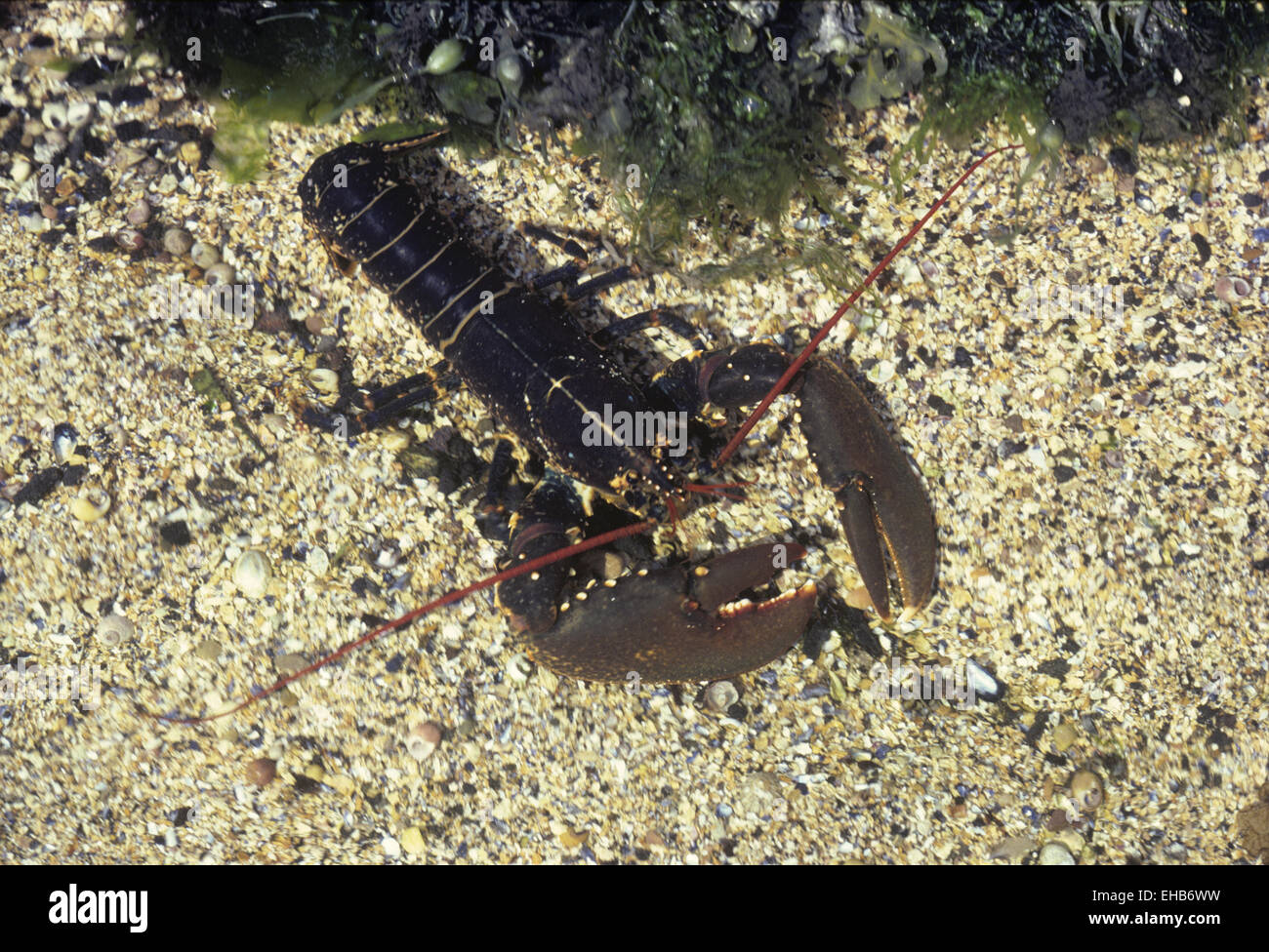 Homarus vulgaris hi-res stock photography and images - Alamy