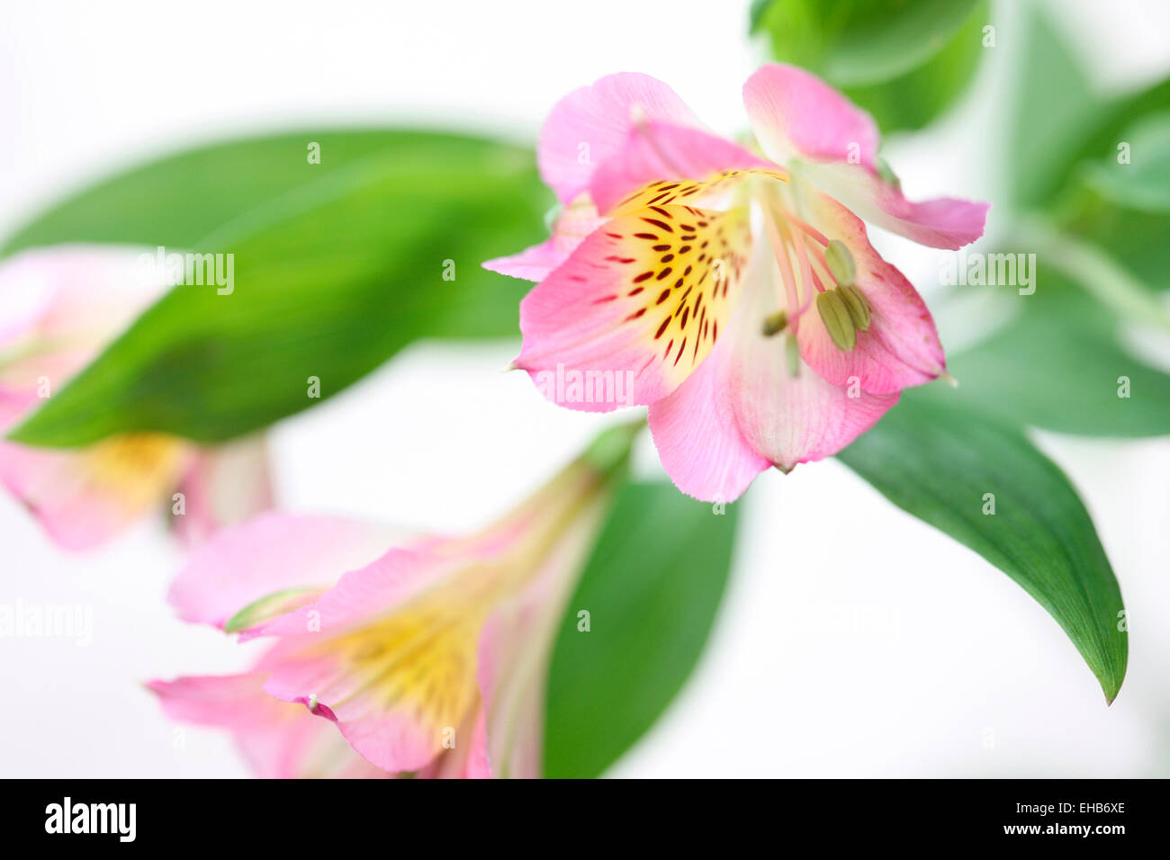 Beautifully Delicate Image of the Loved Alstroemeria Jane Ann Butler ...