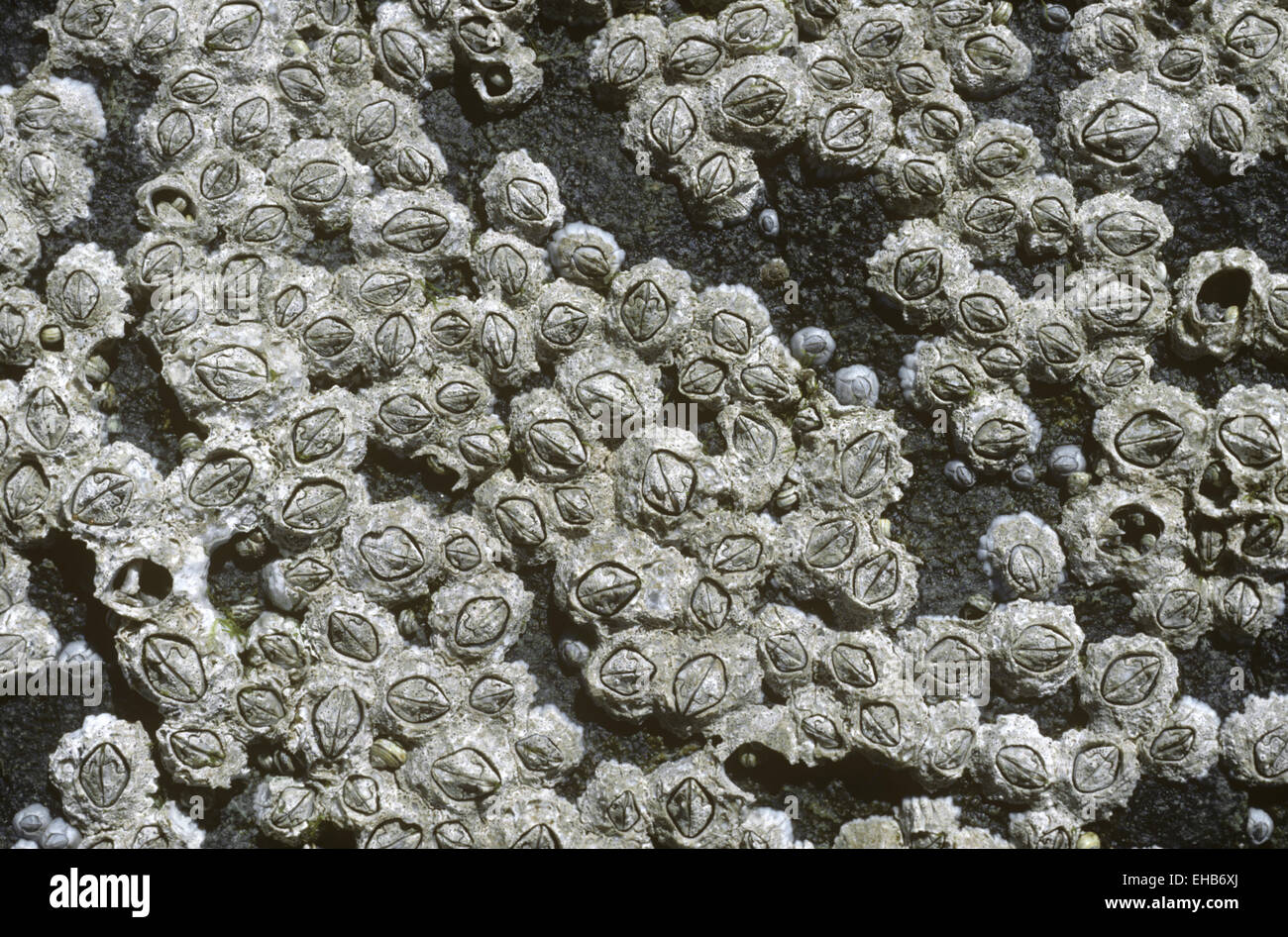 Polis stellate barnacle chthamalus stellatus hi-res stock photography ...