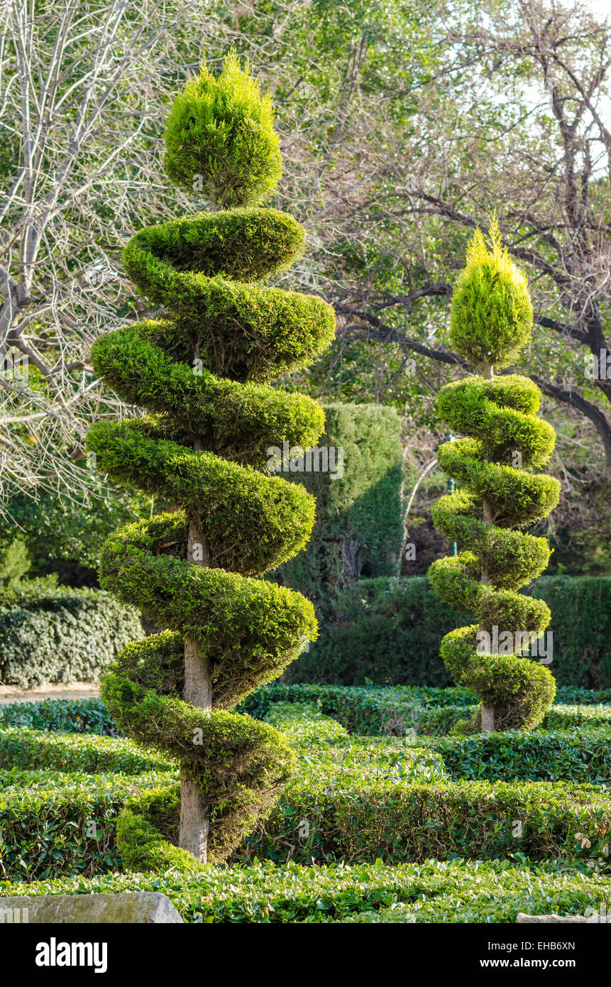 Tall elegantly trimmed trees in a park Stock Photo - Alamy