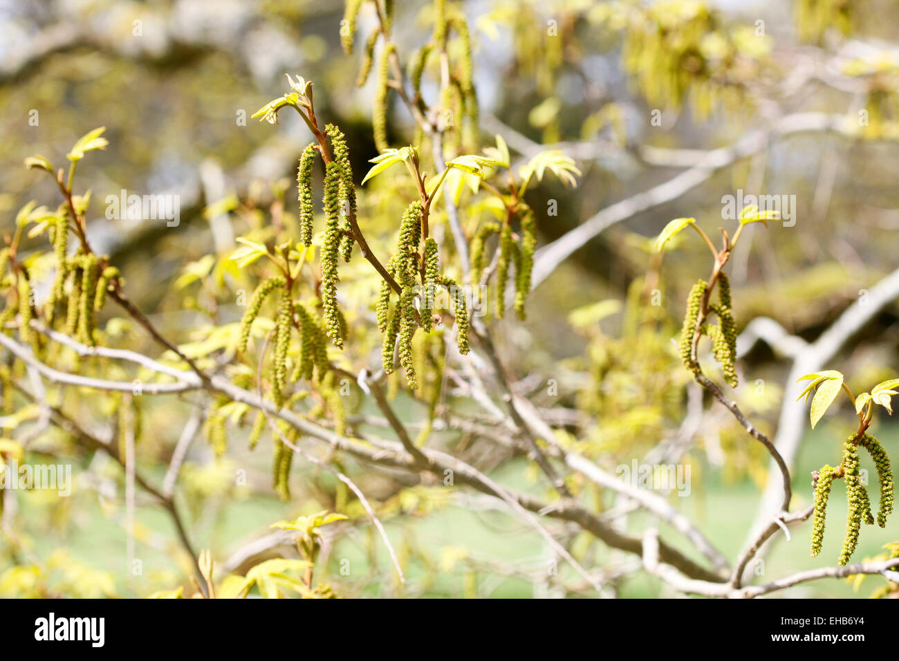 Pendulous clusters hi-res stock photography and images - Alamy
