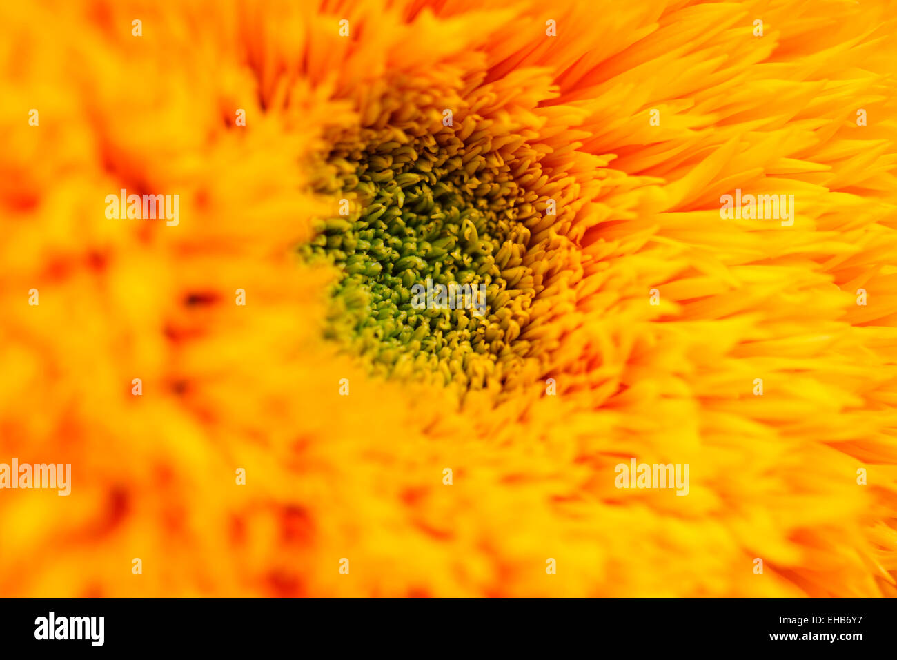 Striking Impressive Sunflower Head Jane Ann Butler Photography JABP642 ...