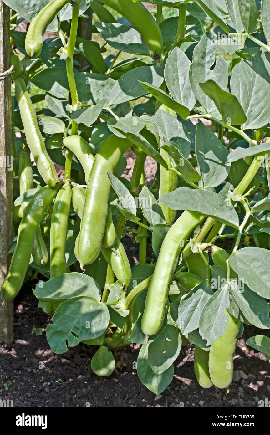 Close up of ripe Broad Bean pods variety Meteor Vroma growing on plant ...