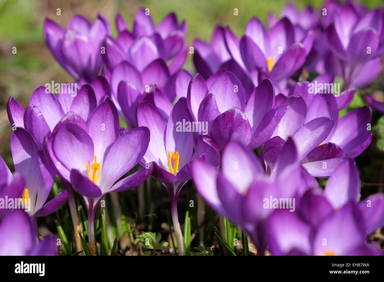 Crocuses flowering in the spring sunshine Stock Photo - Alamy