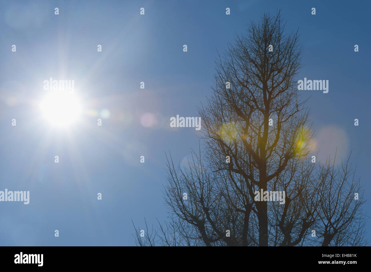 Oblique Tree High Resolution Stock Photography and Images - Alamy