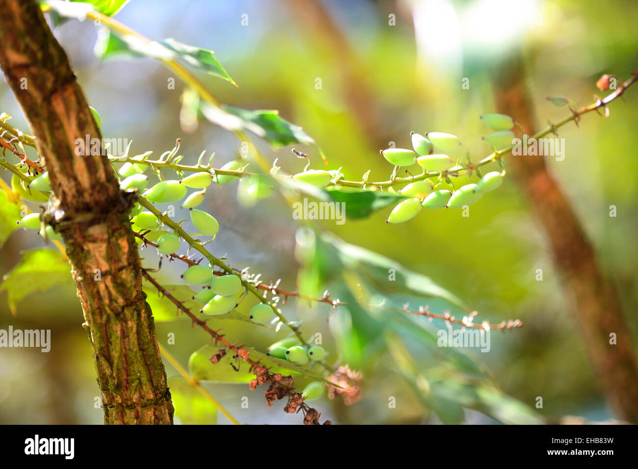 Springtime with Mahonia fruits, striking and atmospheric Jane Ann ...