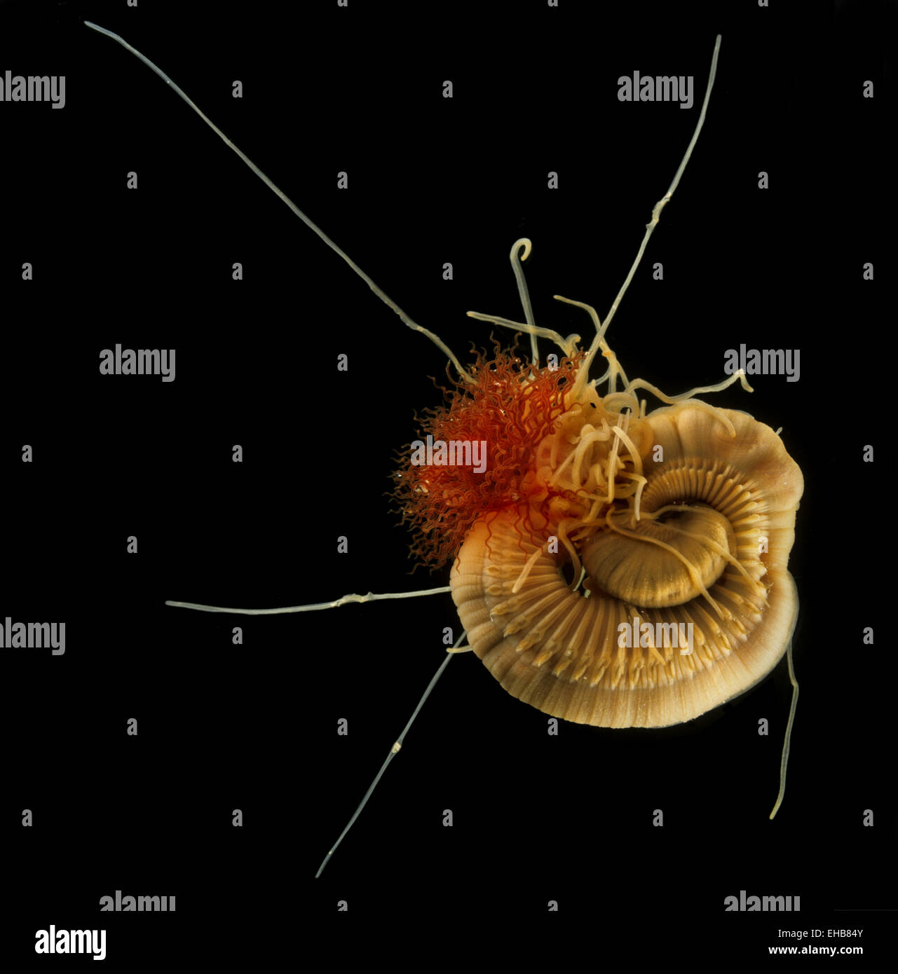 Gracilis' hi-res stock photography and images - Alamy