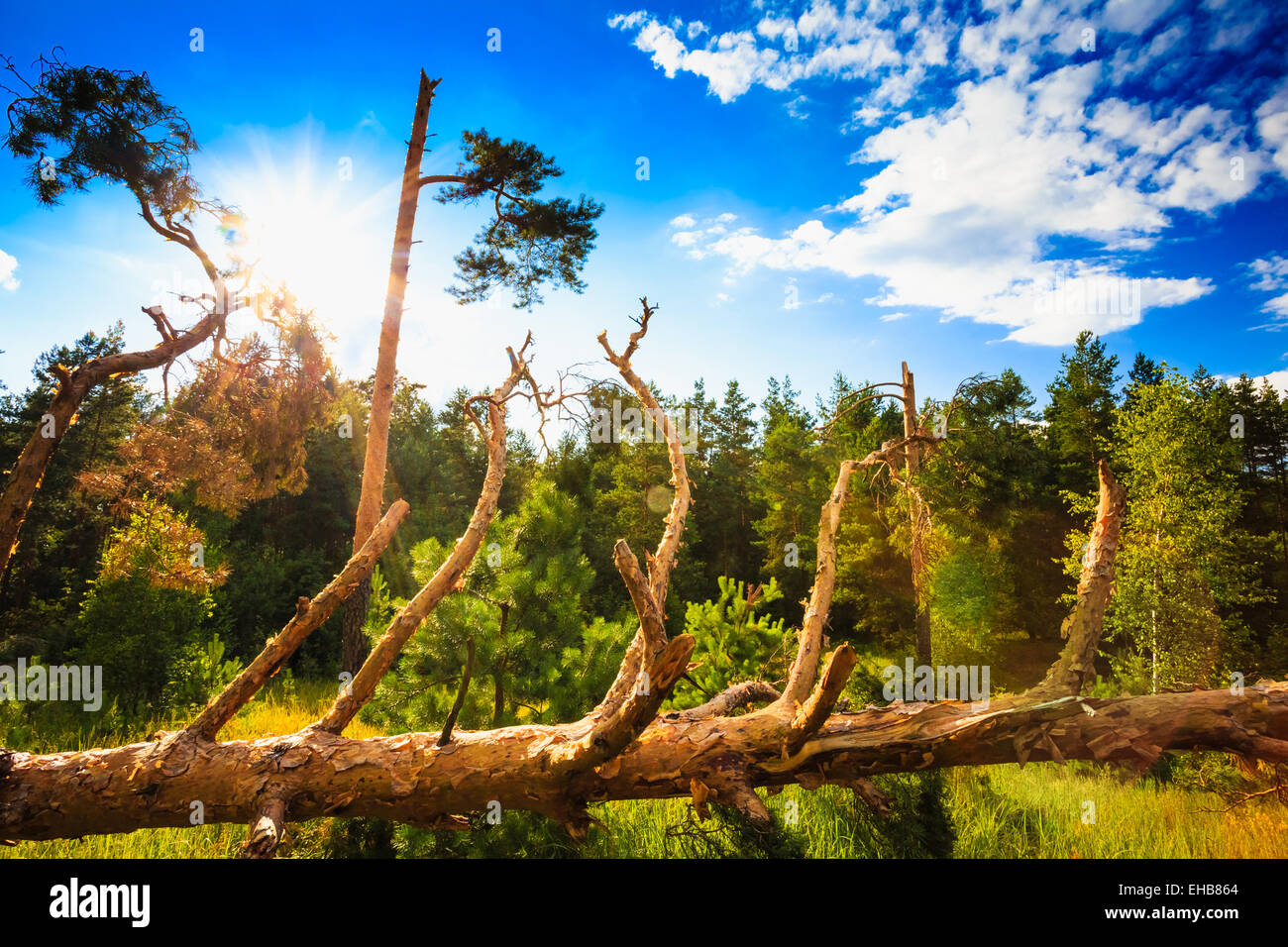 Windfall In Forest. Storm Damage. Fallen Trees In Coniferous Forest ...