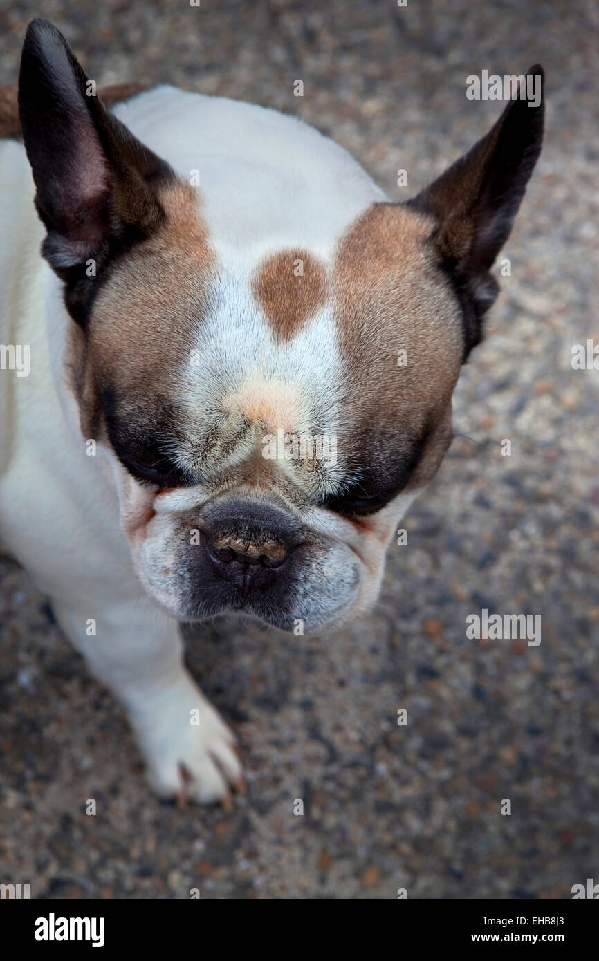 Close up of an English bulldog on a square Stock Photo - Alamy
