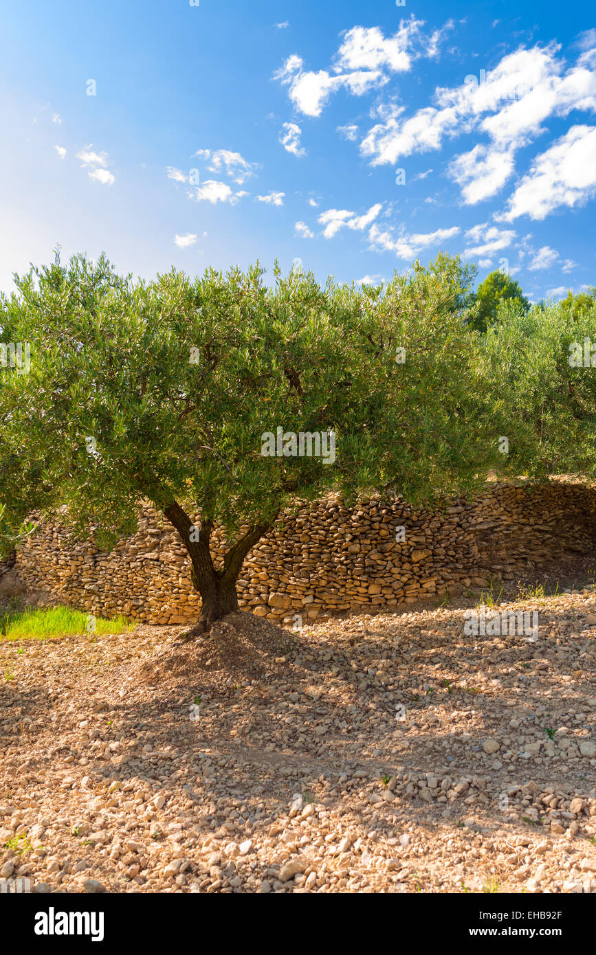 What does it taste like hi-res stock photography and images - Alamy