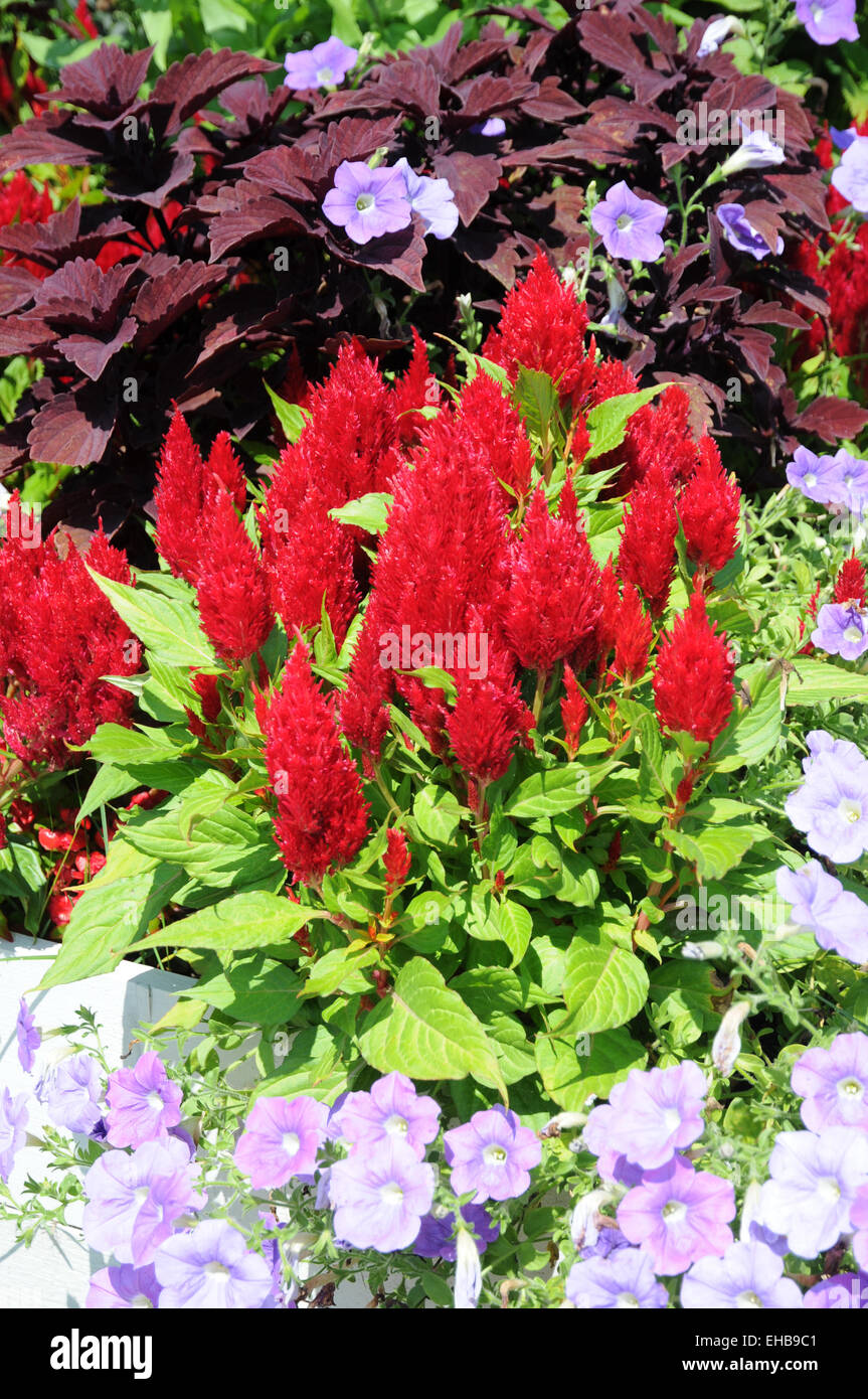 Celosia celosia cockscomb plumosa argentea plumed cockscomb hi-res ...