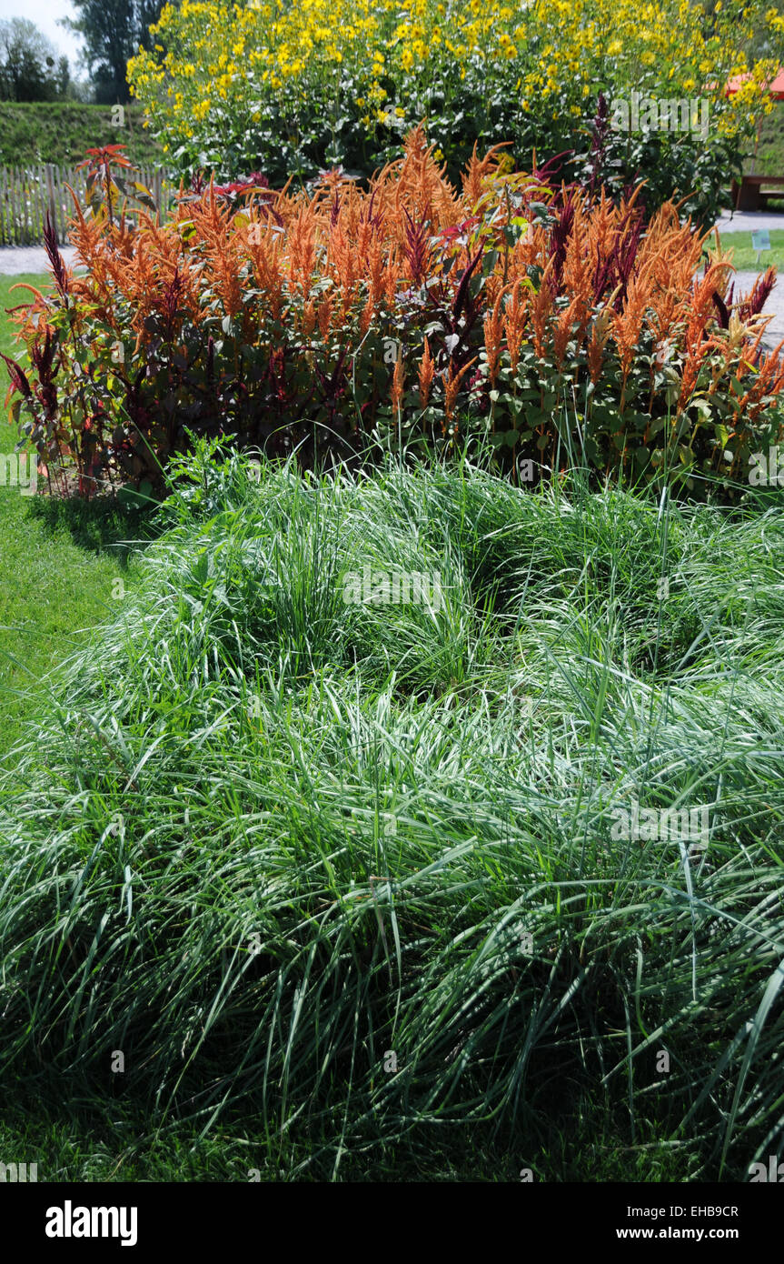 Quackgrass hi-res stock photography and images - Alamy