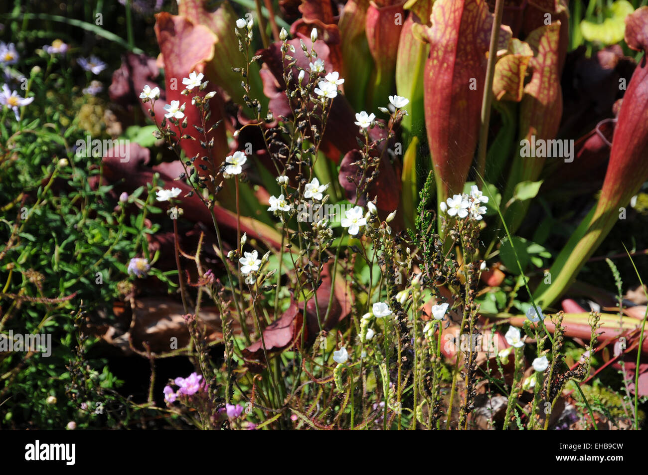 Sundew drosera binata plant hi-res stock photography and images - Alamy