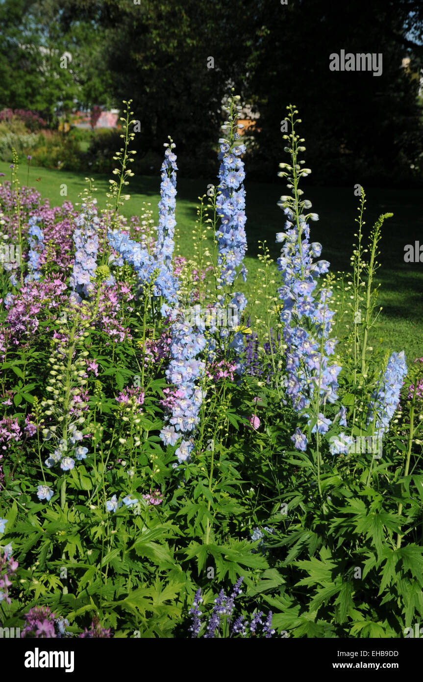 Larkspur garden hi-res stock photography and images - Alamy