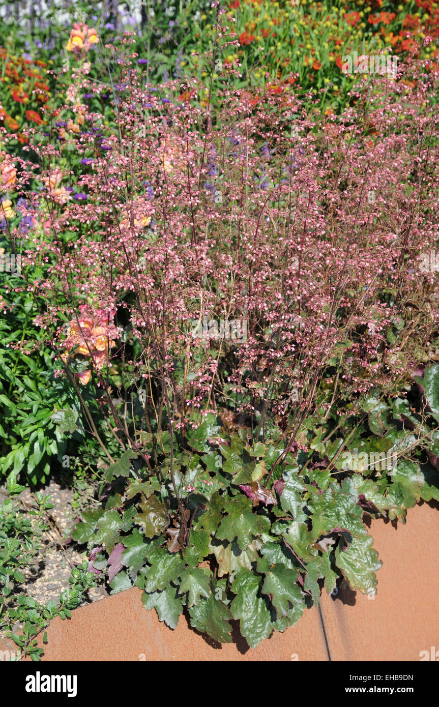 Heuchera rachel hi-res stock photography and images - Alamy