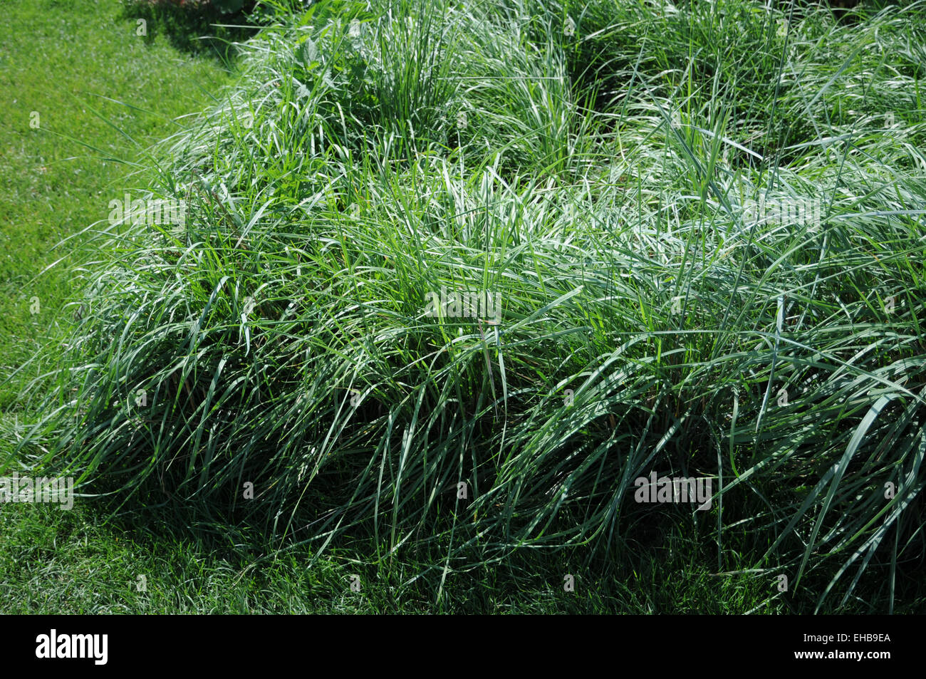 Quackgrass hi-res stock photography and images - Alamy
