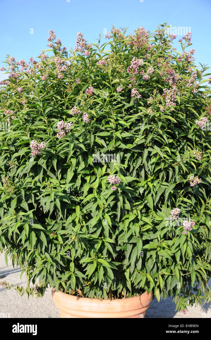 Cestrum elegans hi-res stock photography and images - Alamy