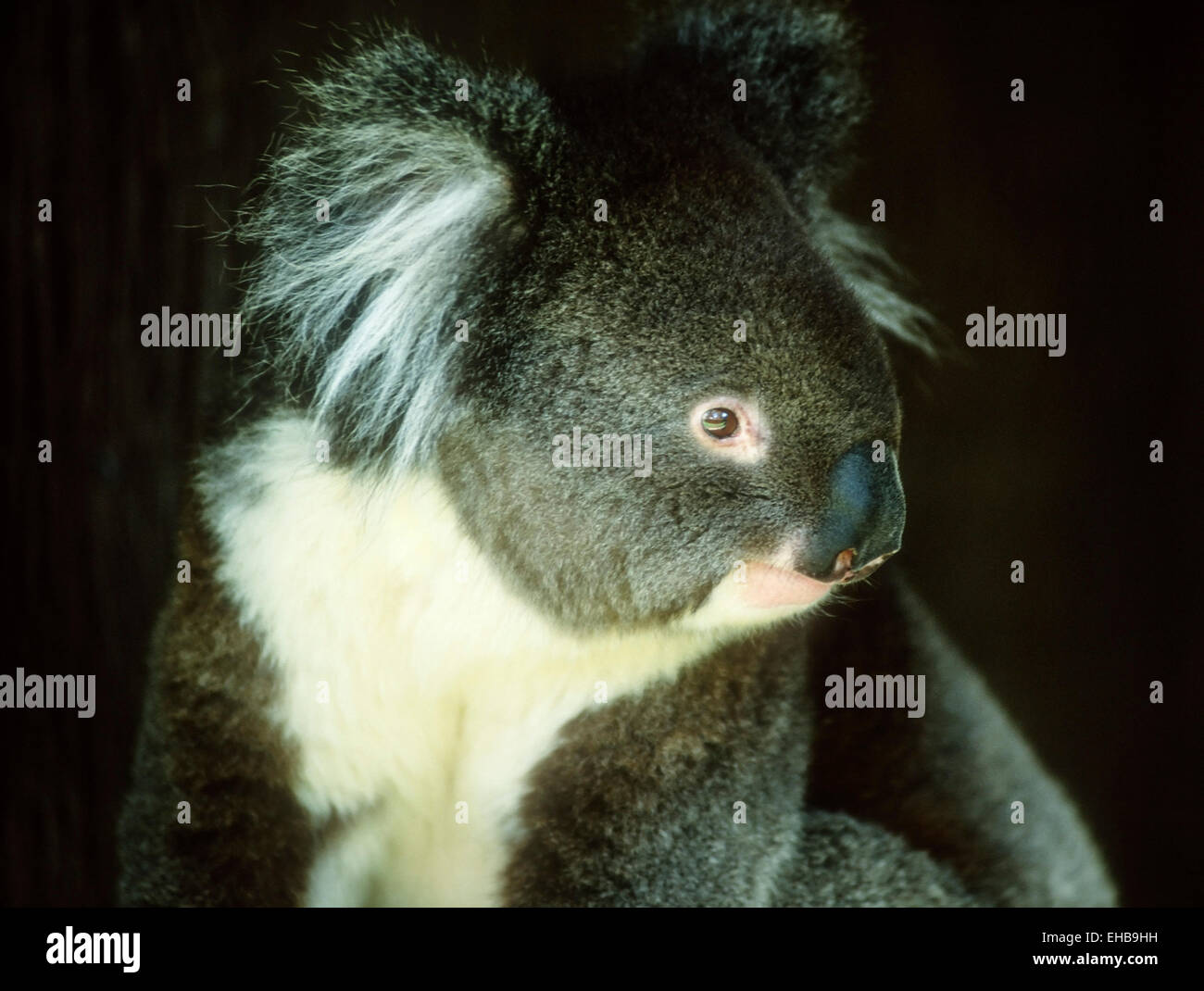 Koala bear Adelaide South Australia, Australia Stock Photo - Alamy