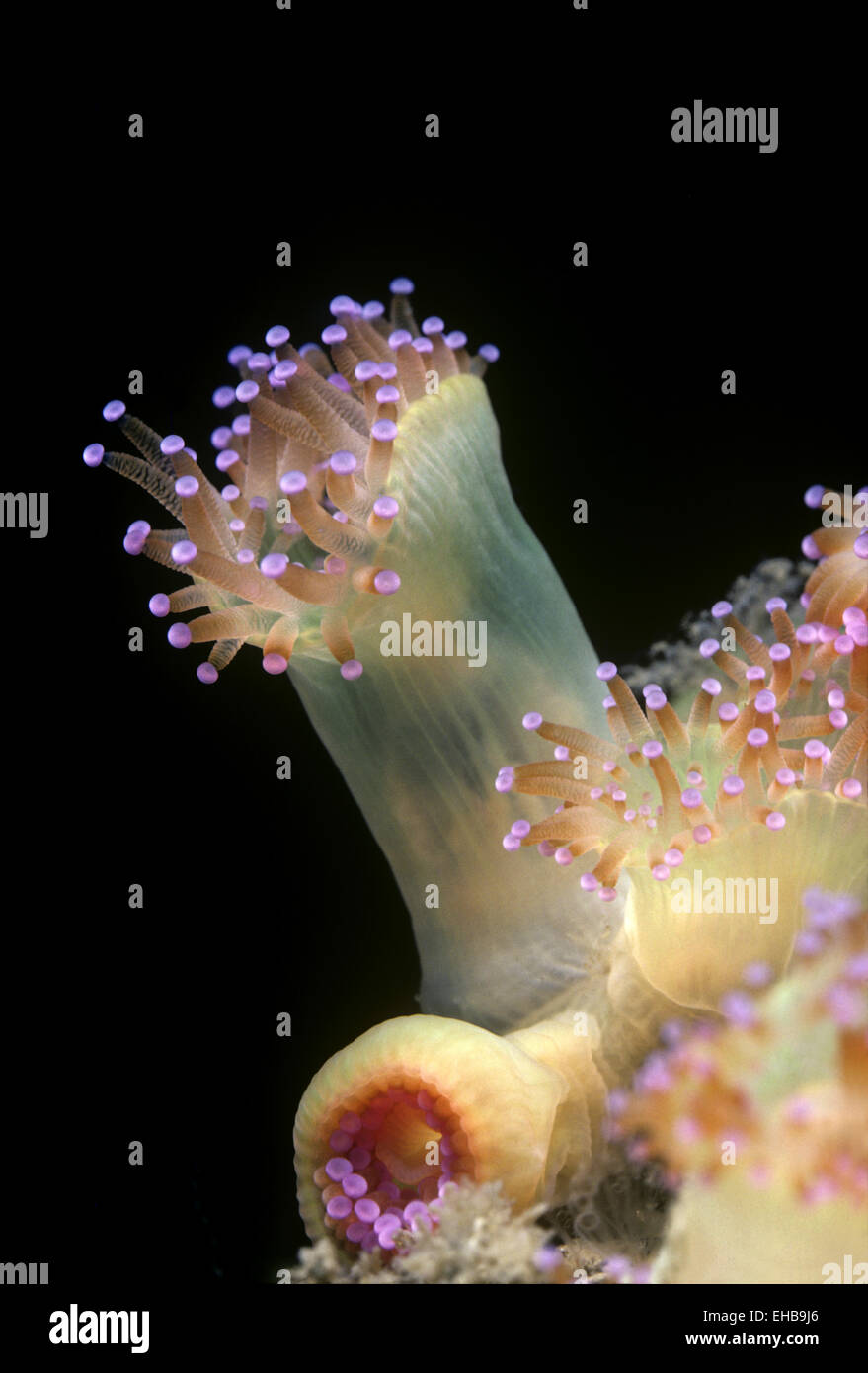Jewel sea anemone hi-res stock photography and images - Alamy