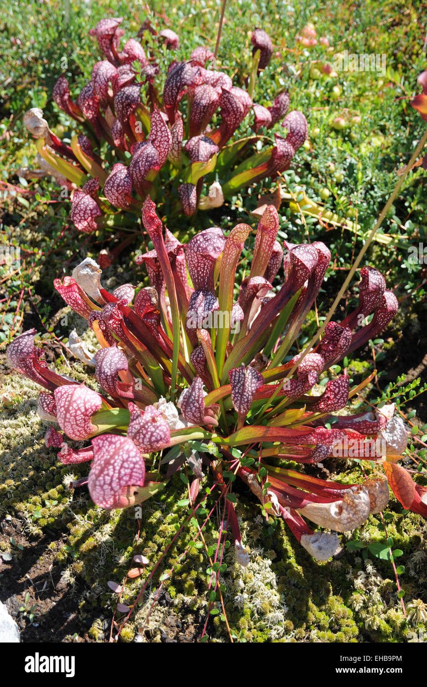 Pitcherplant hi-res stock photography and images - Alamy