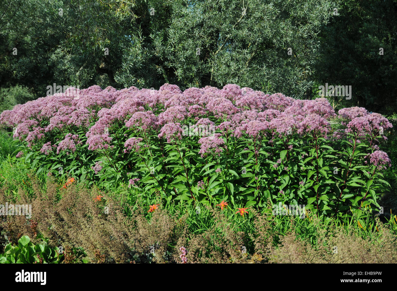 Joe pye weed hi-res stock photography and images - Alamy