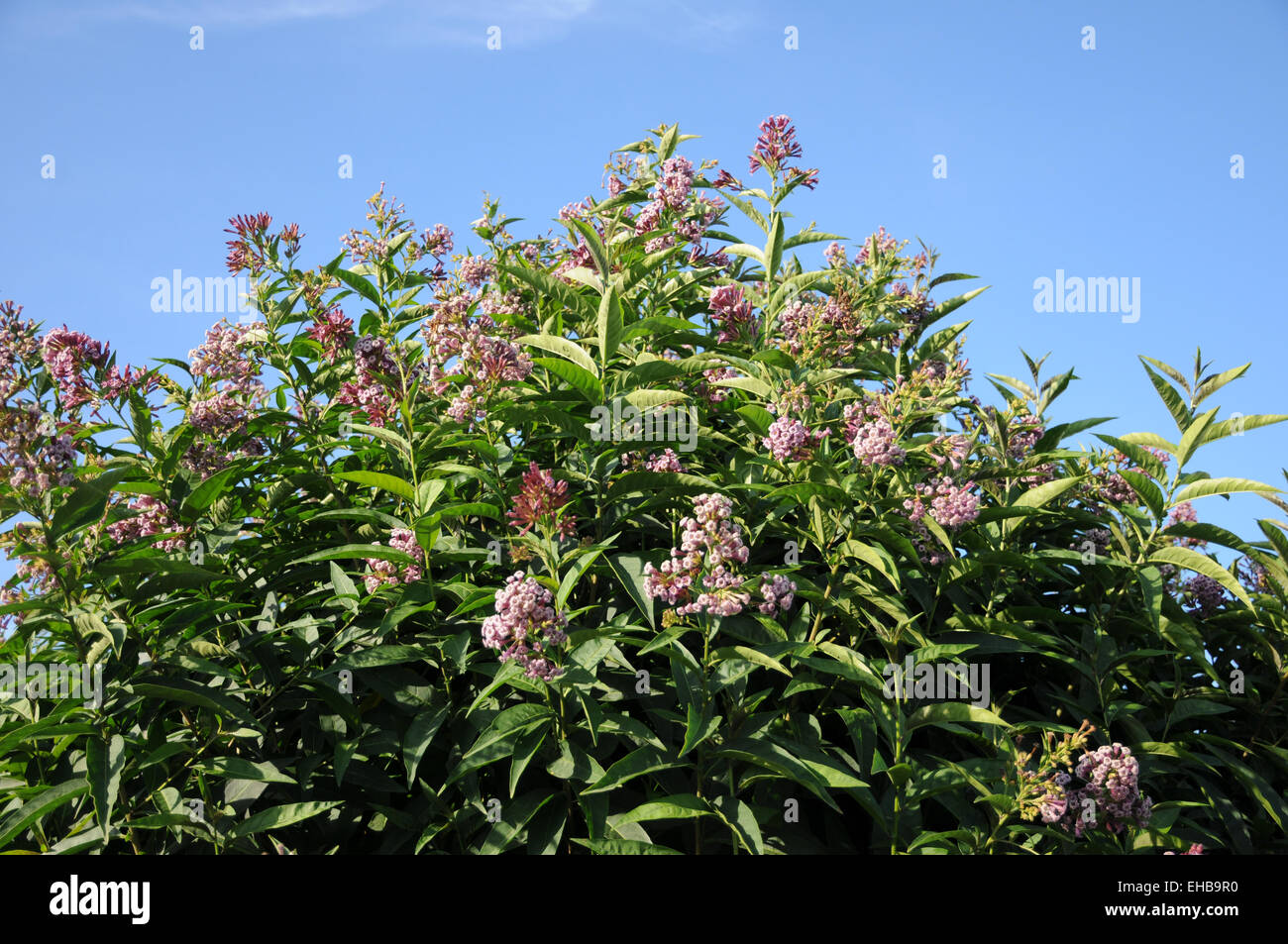 Cestrum elegans hi-res stock photography and images - Alamy