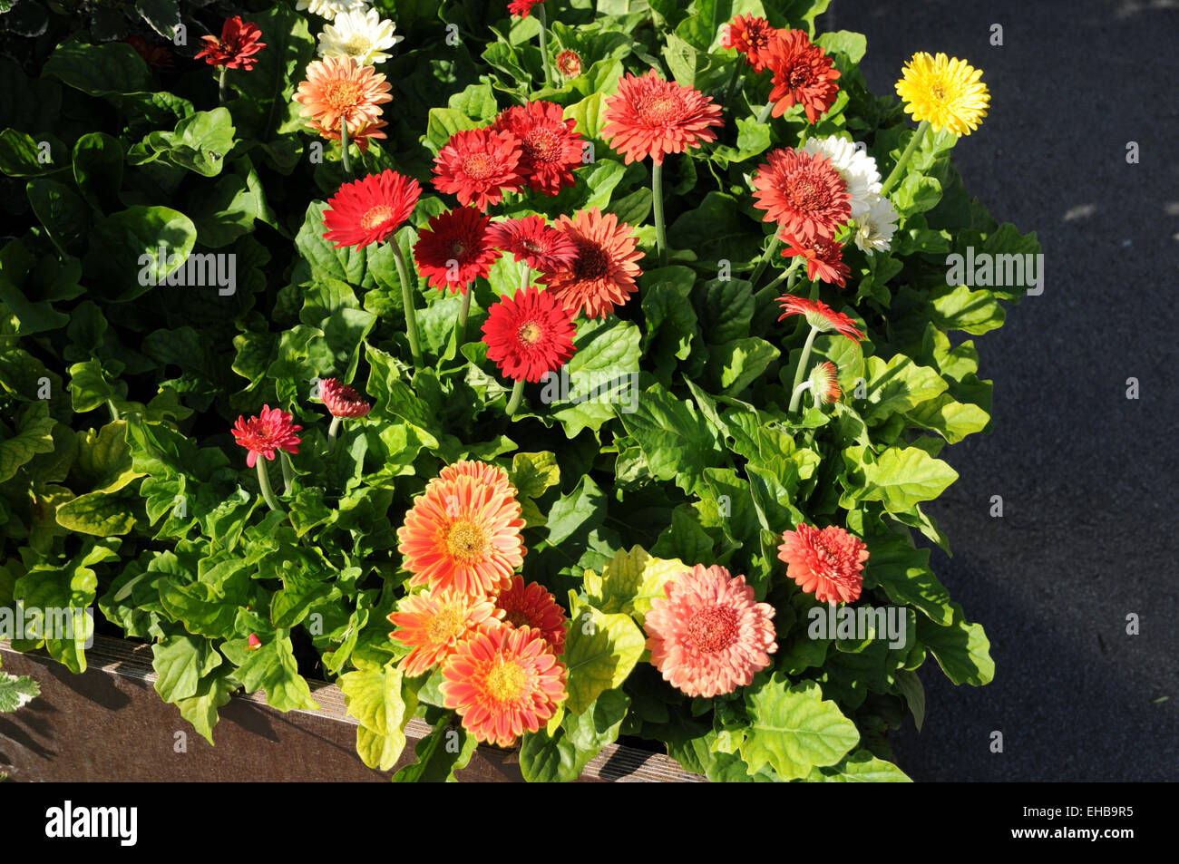 Gerbera bluten hi-res stock photography and images - Alamy