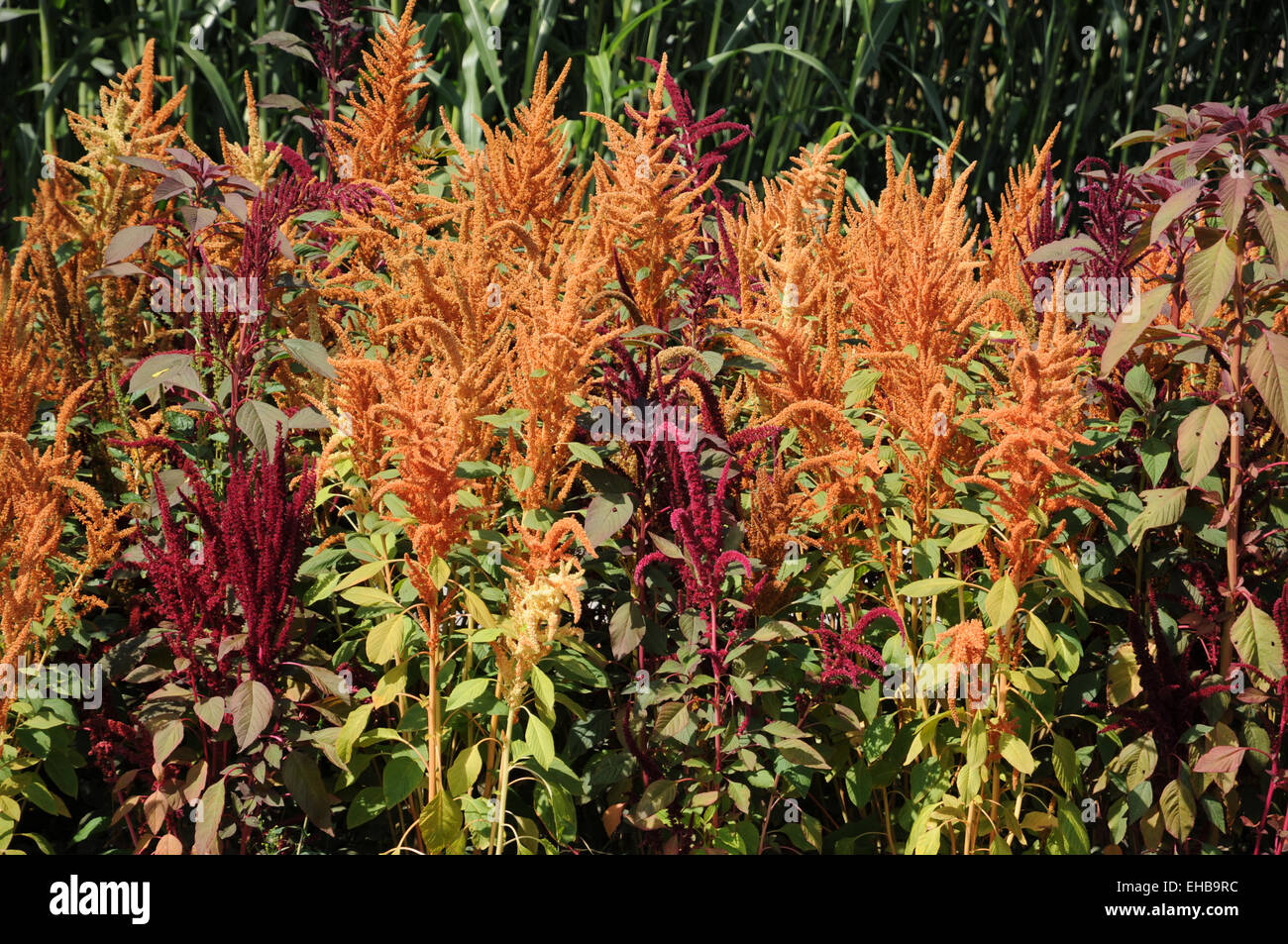 Amaranthus cruentus hi-res stock photography and images - Alamy
