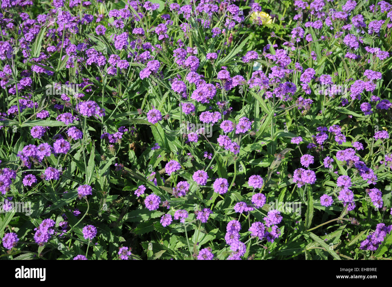 Tuberous vervain verbena rigida hi-res stock photography and images - Alamy