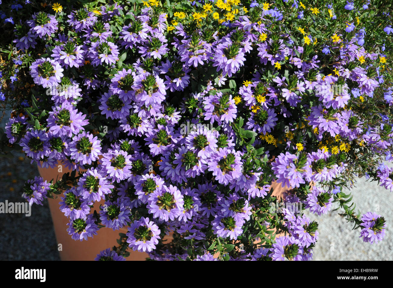 Fan flower hi-res stock photography and images - Alamy