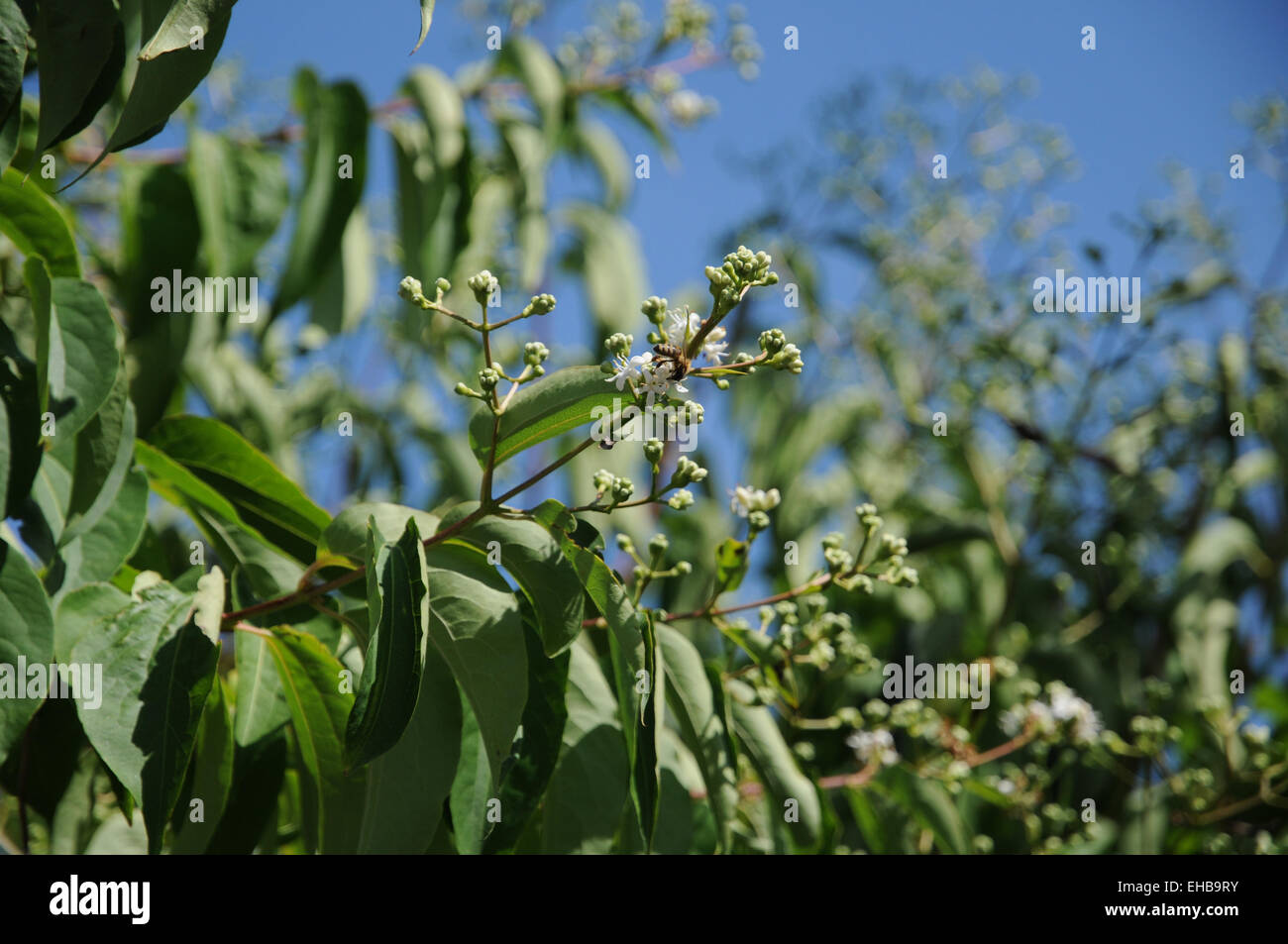 Seven sons plant Stock Photo - Alamy